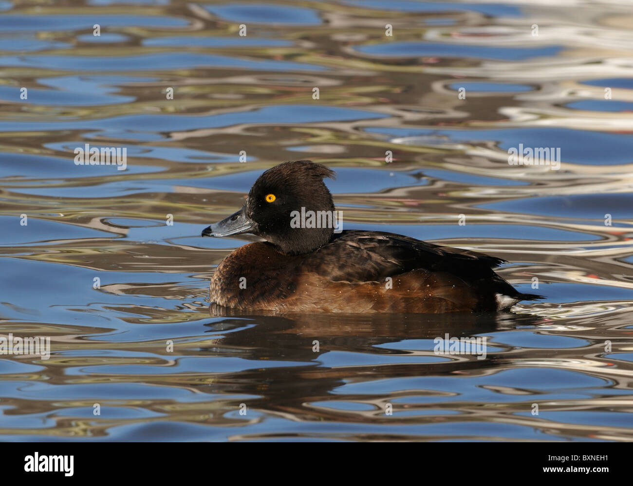 Tufted Duck - Aythya fuligula, female Stock Photo - Alamy