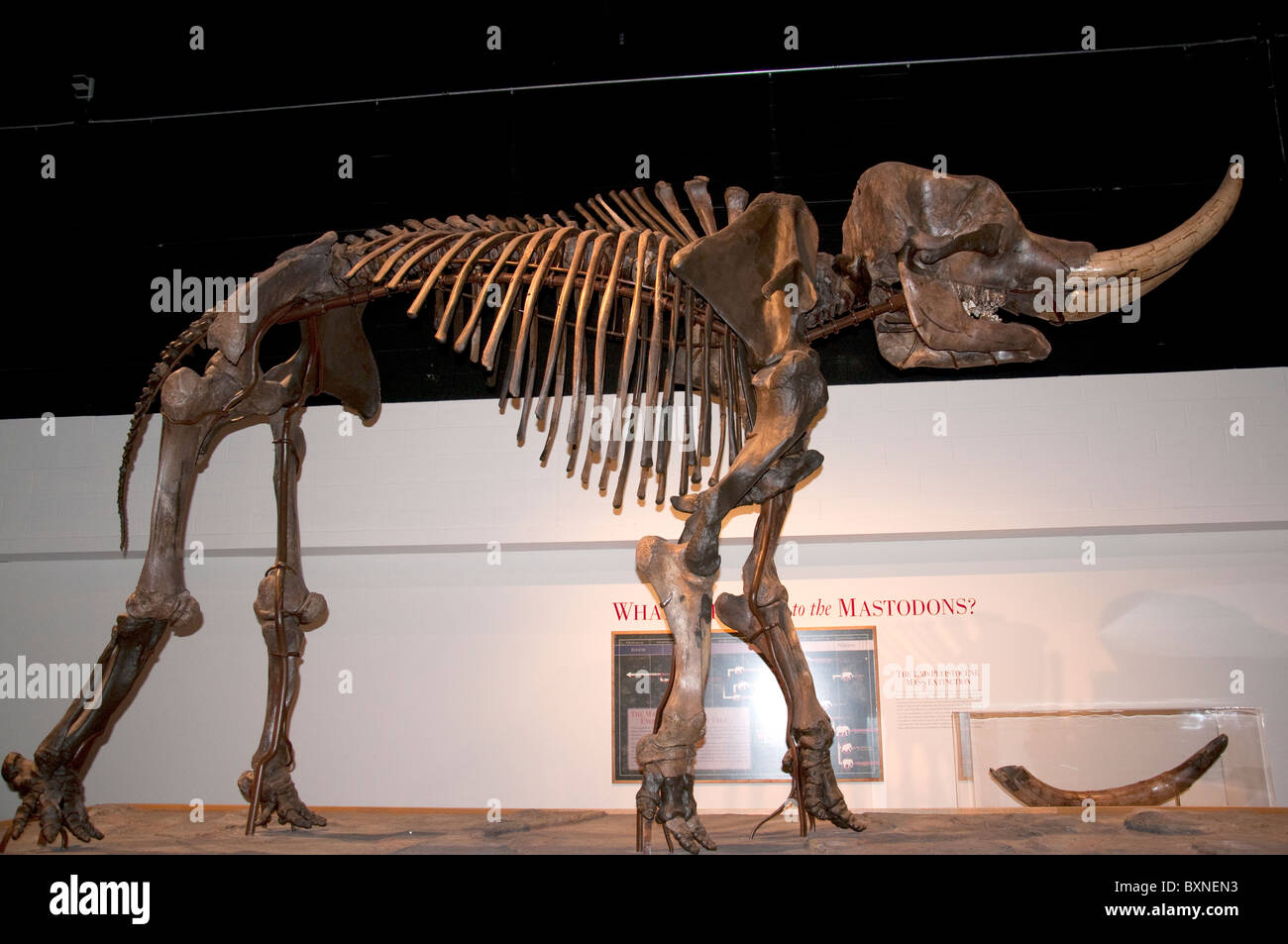 Fossil of Mastodon in the State Museum in Albany, the state capital of ...