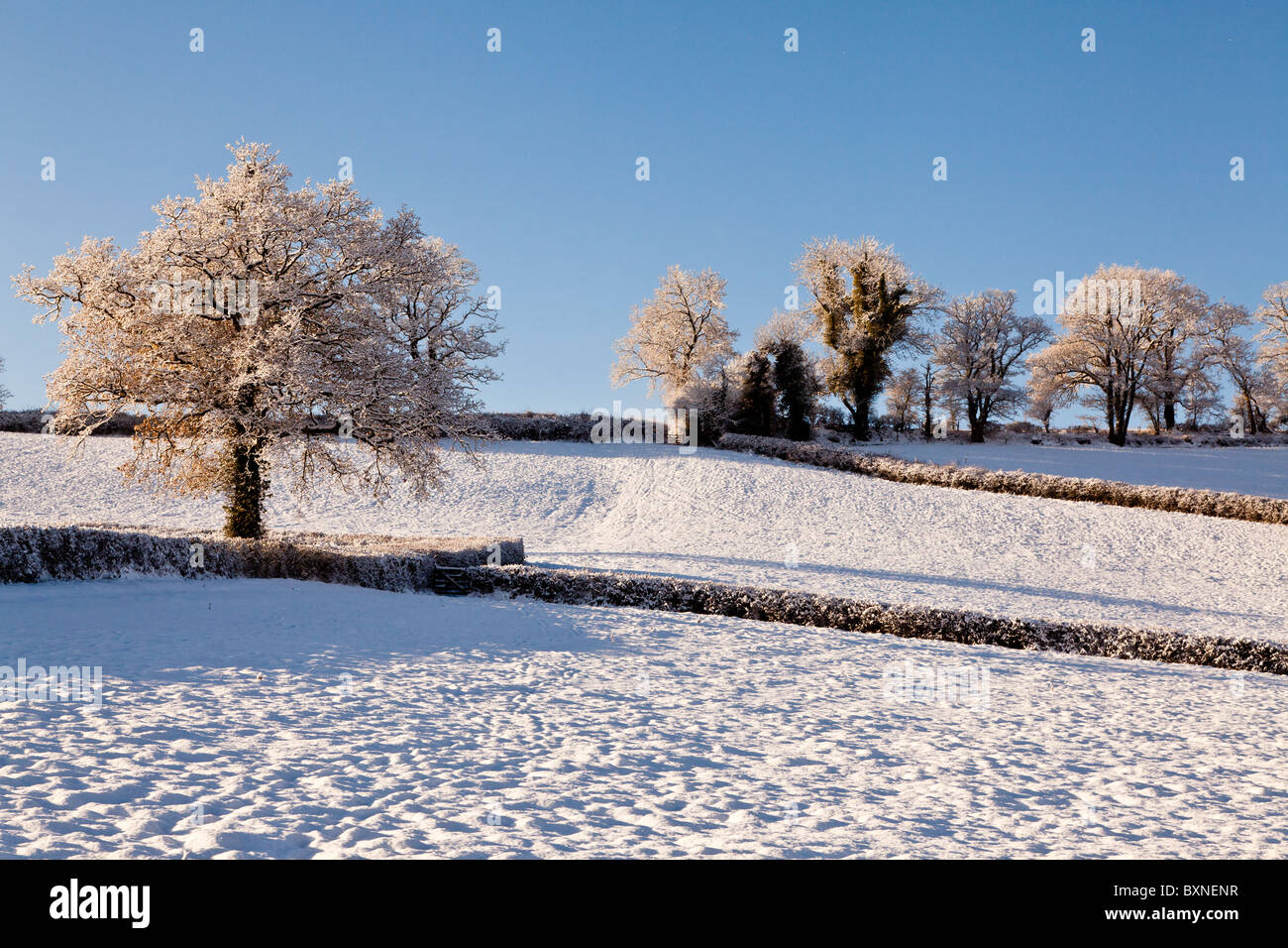 Snow covered trees in rural Devon following fresh snowfall Stock Photo ...