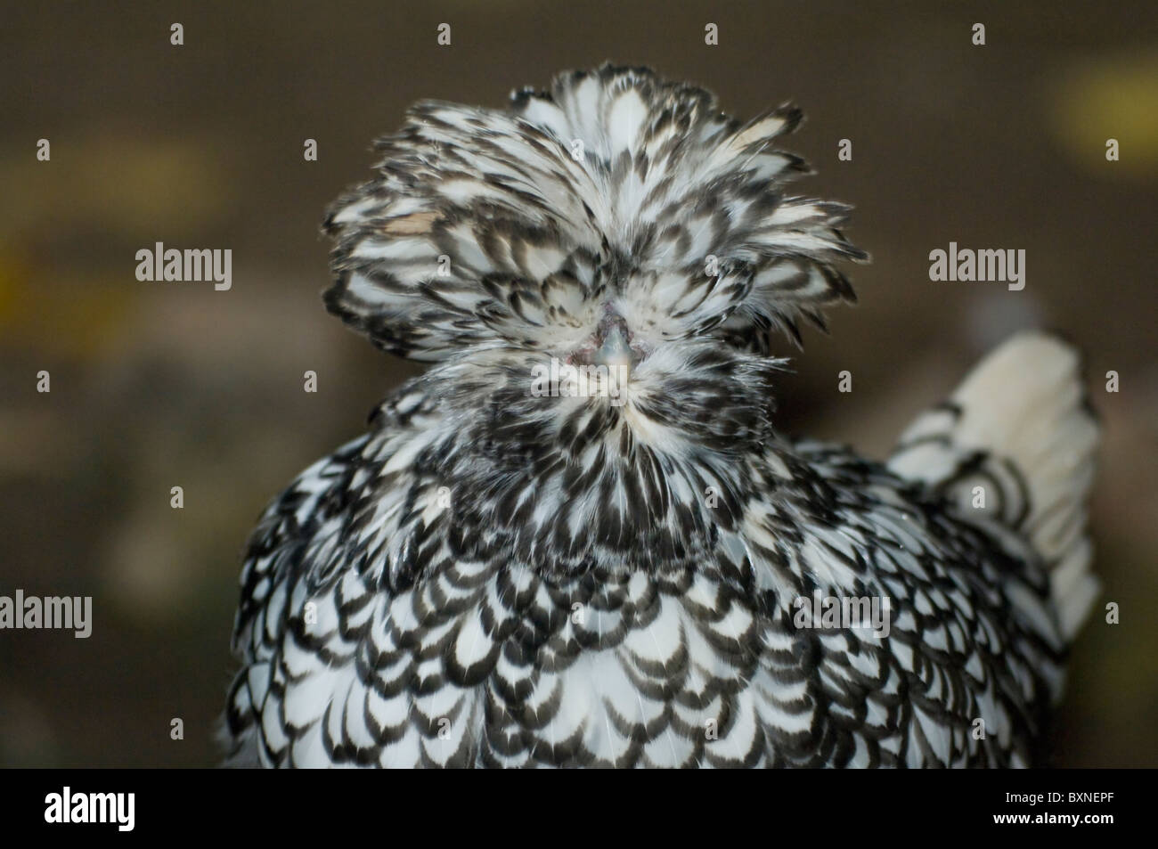 Polish chicken hi-res stock photography and images - Alamy