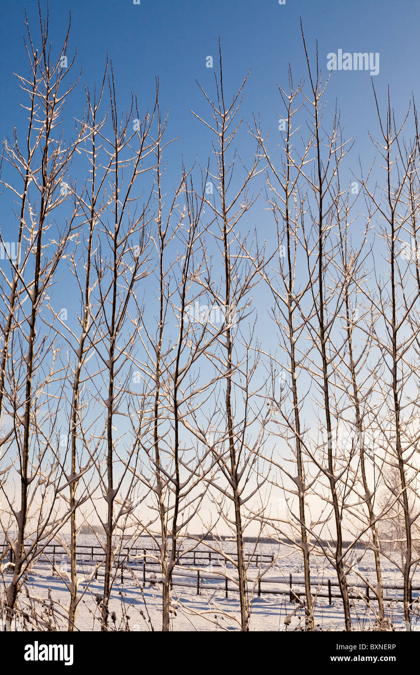 Young trees uk hi-res stock photography and images - Alamy