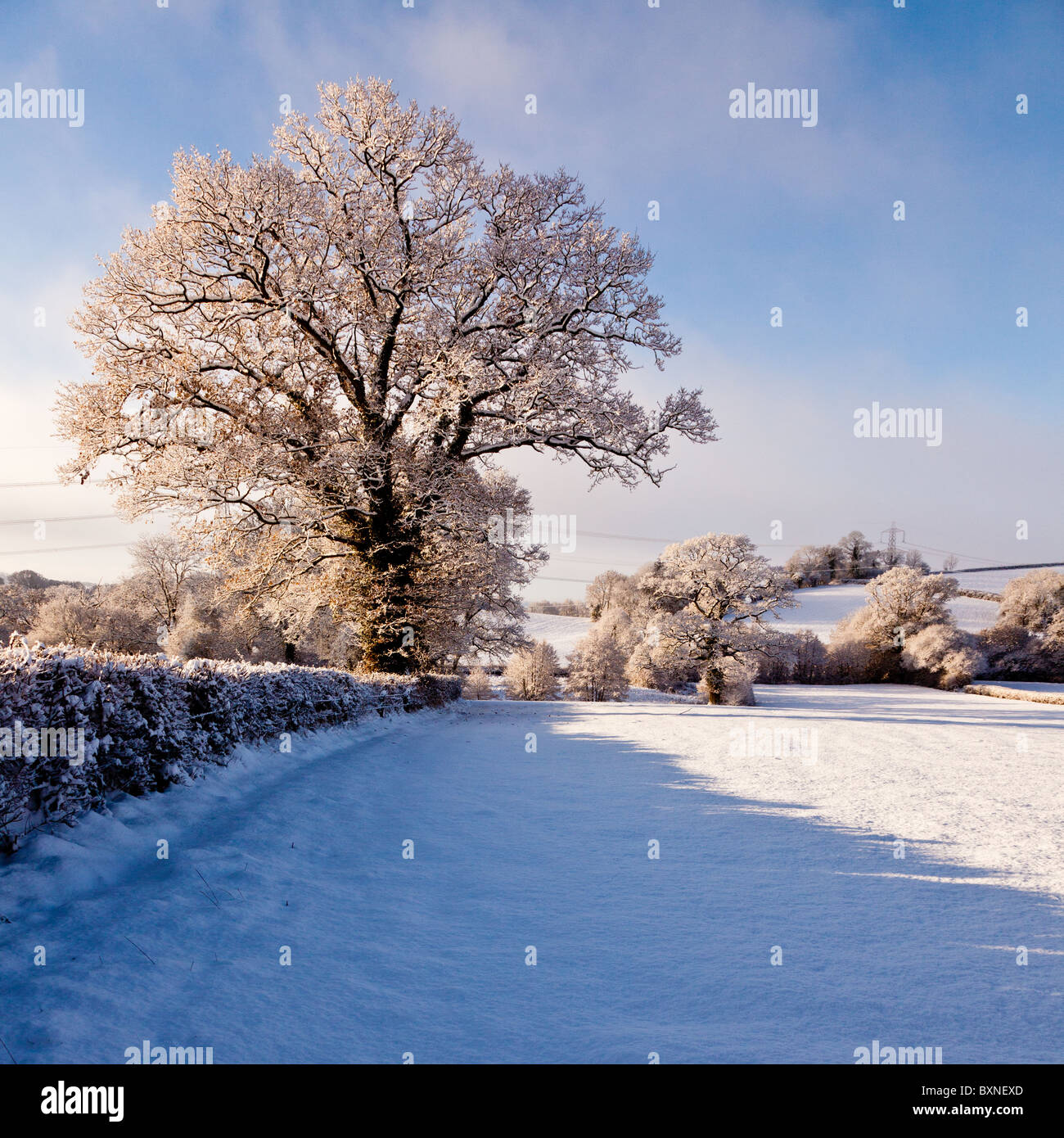 Snow covered trees in rural Devon following fresh snowfall Stock Photo ...