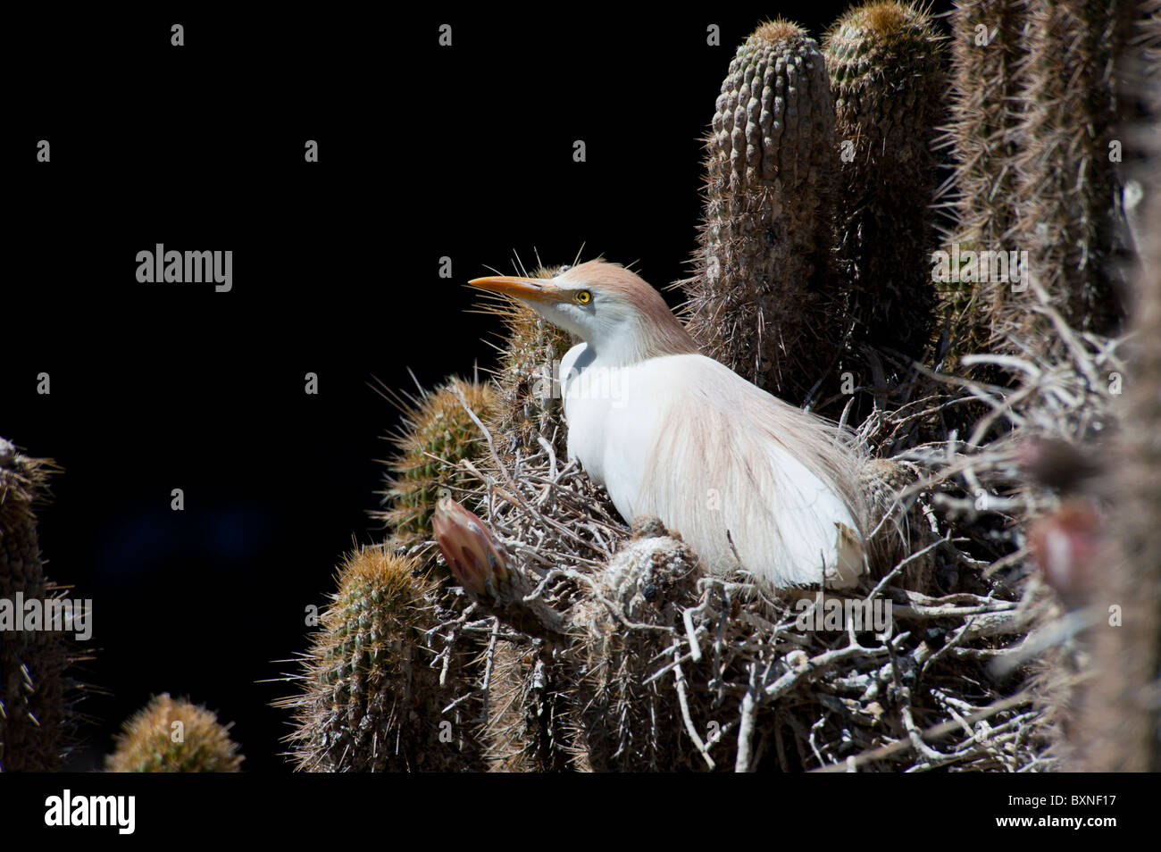 Cattle Egret in his nest Breeding on a Cactus Stock Photo - Alamy