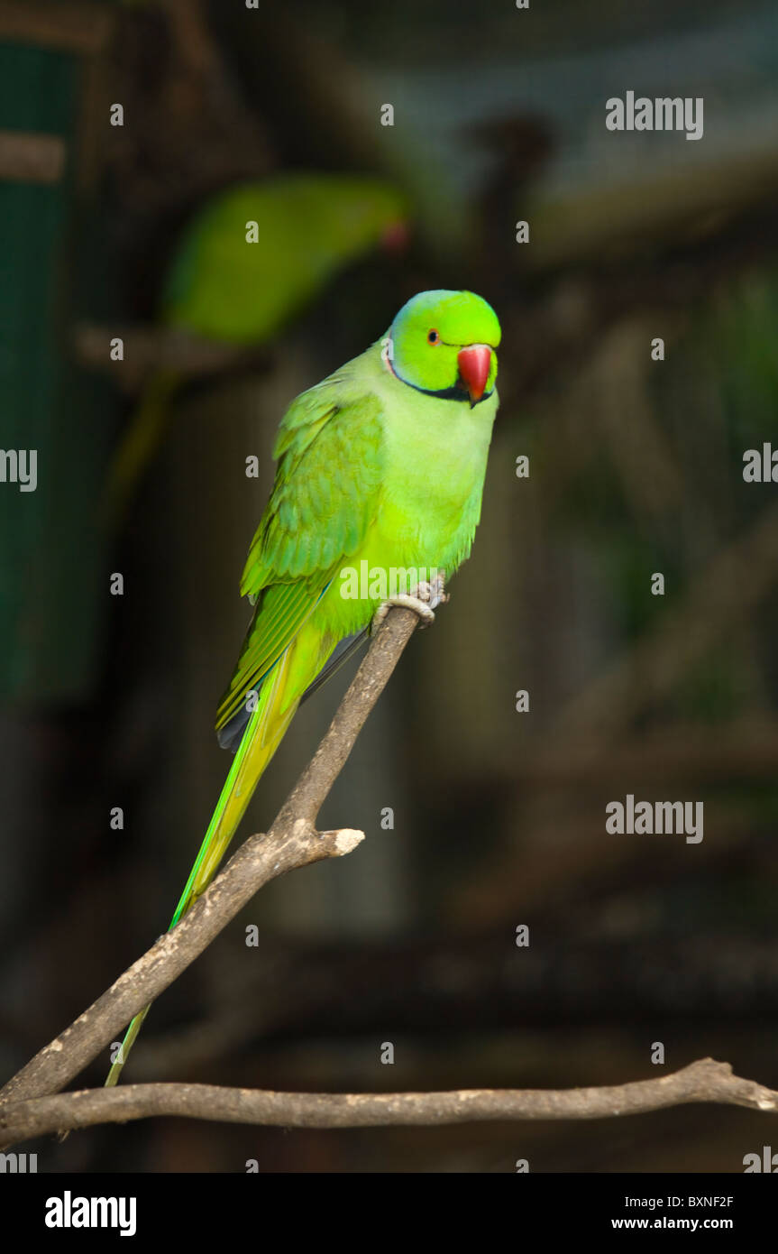 Indian Ringneck Parakeet Psittacula krameri manillensis World of Birds ...