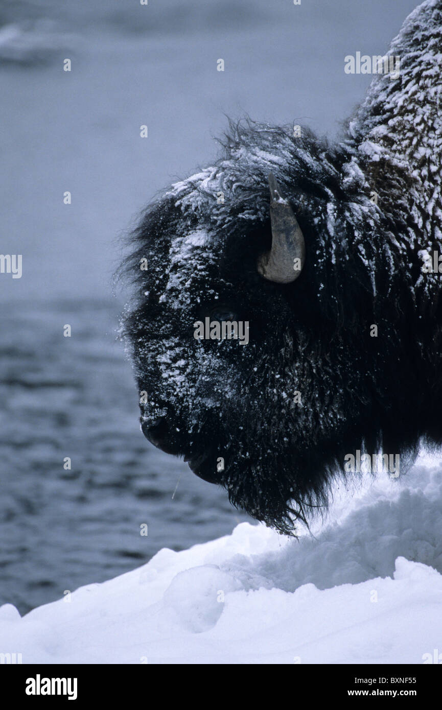 Bison covered in frost hi-res stock photography and images - Alamy