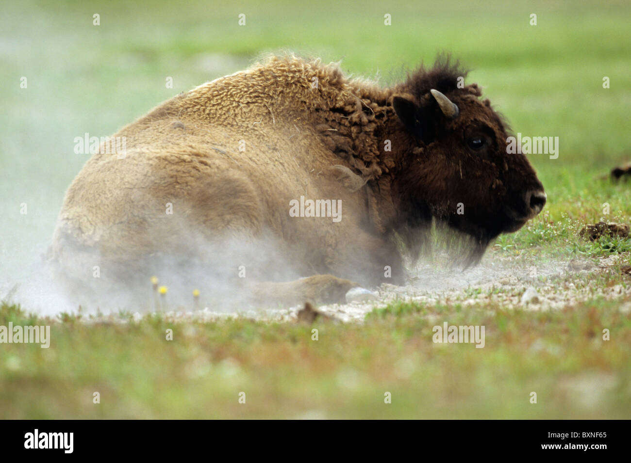 Dust bathing bison hi-res stock photography and images - Alamy