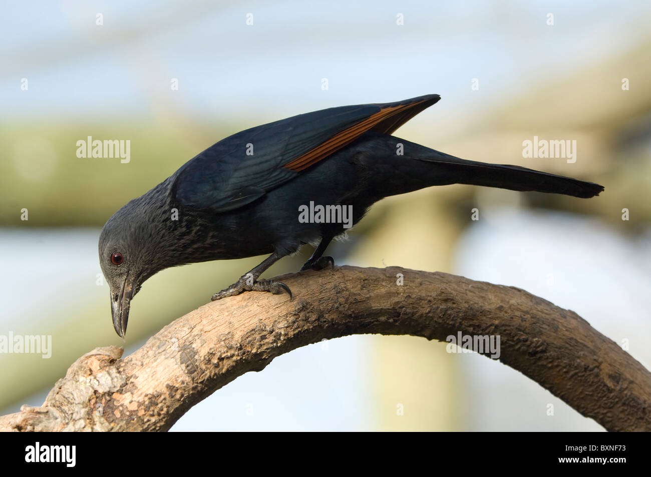 Red-Winged Starling (Onychognathus morio), World of Birds, Cape Town ...