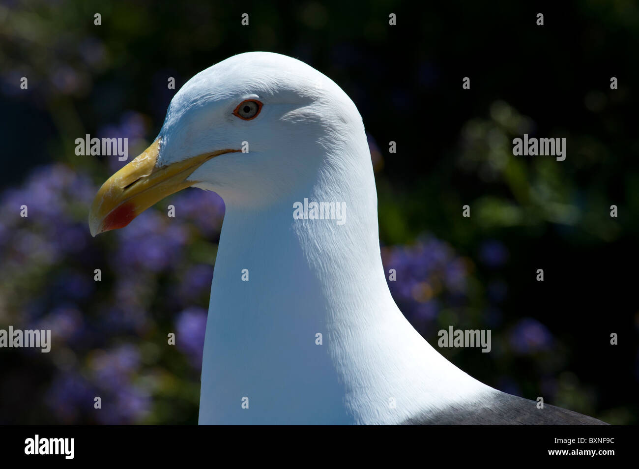 Kelp or Dominican Gull (Larus dominicanus), Portrait, Chile Stock Photo ...