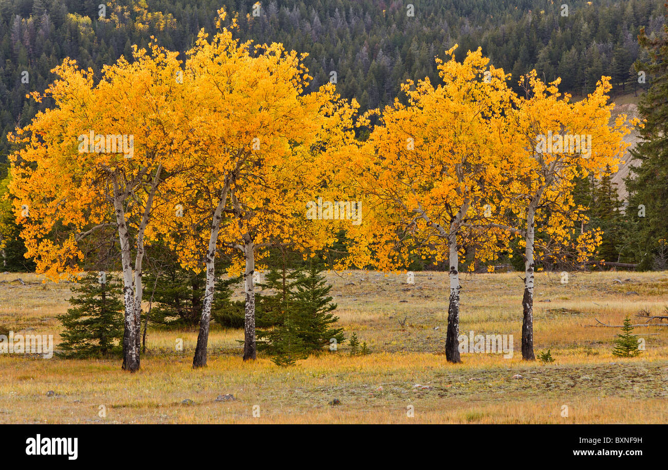Aspen trees, populus tremuloides, Jasper National Park, Alberta, Canada ...