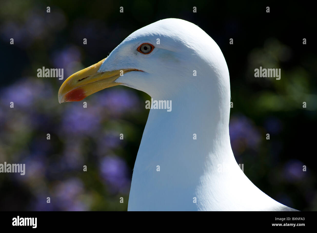 Kelp or Dominican Gull (Larus dominicanus), Portrait, Chile Stock Photo ...