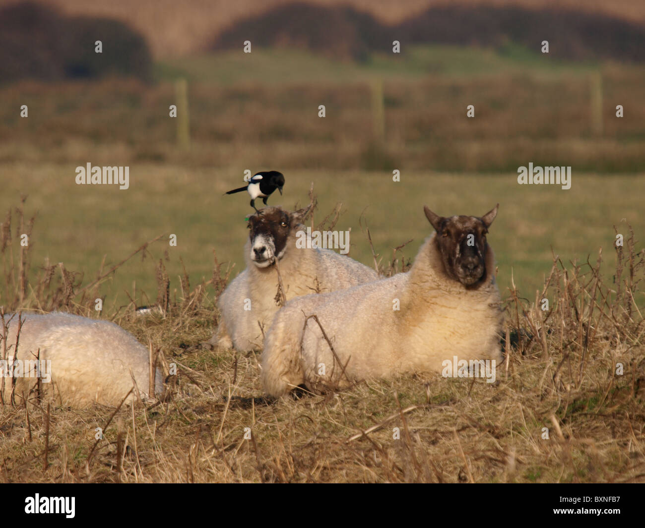 Magpie uk sheep hi-res stock photography and images - Alamy