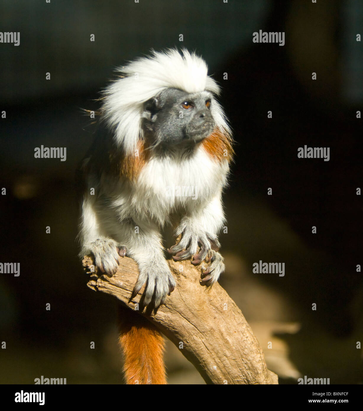 Cotton top tamarin hi-res stock photography and images - Alamy