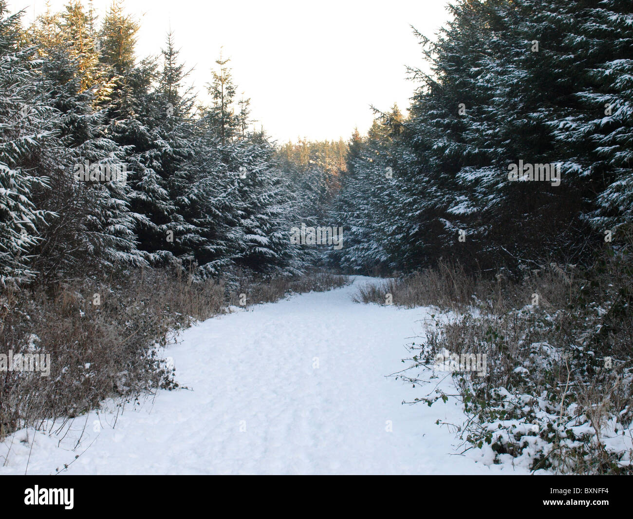 Path though trees hi-res stock photography and images - Alamy