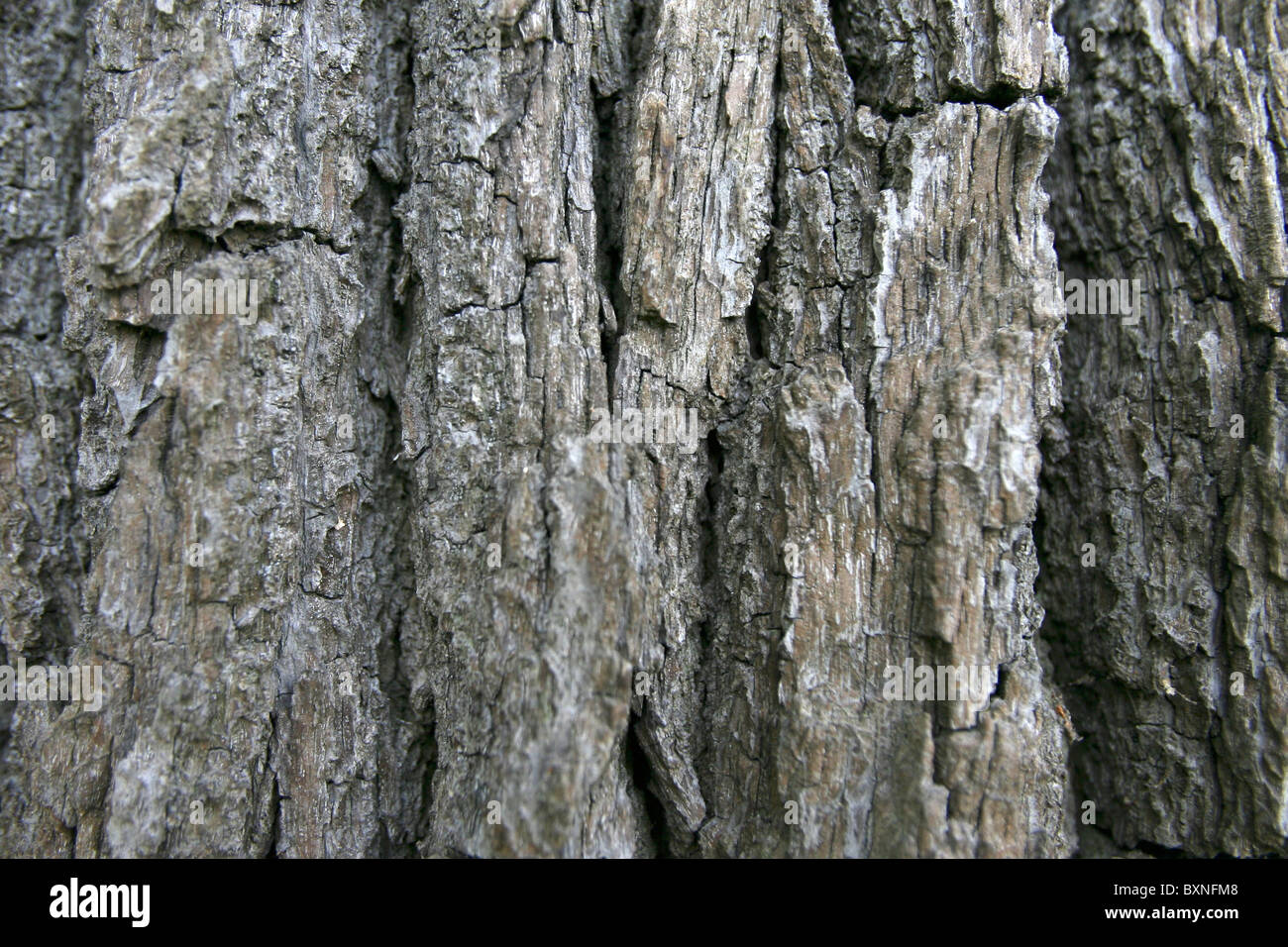 The patterned bark of a tree Stock Photo - Alamy