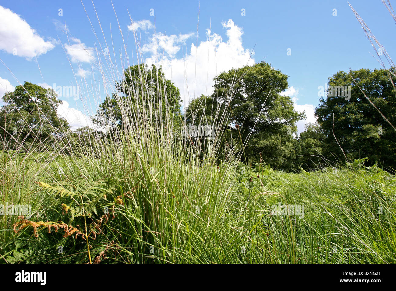 Tall dried grass hi-res stock photography and images - Alamy