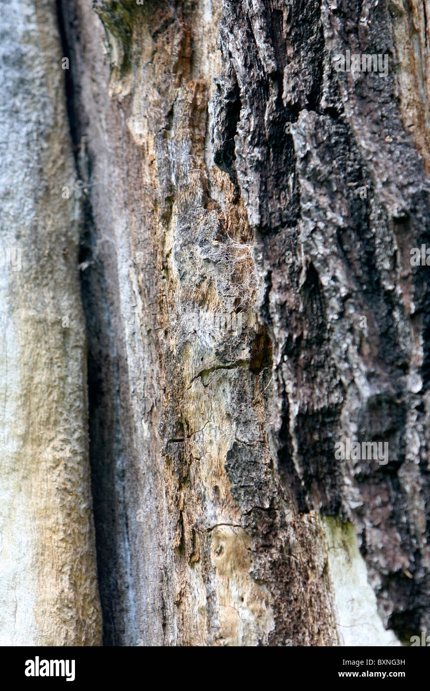 The patterned bark of a tree Stock Photo - Alamy