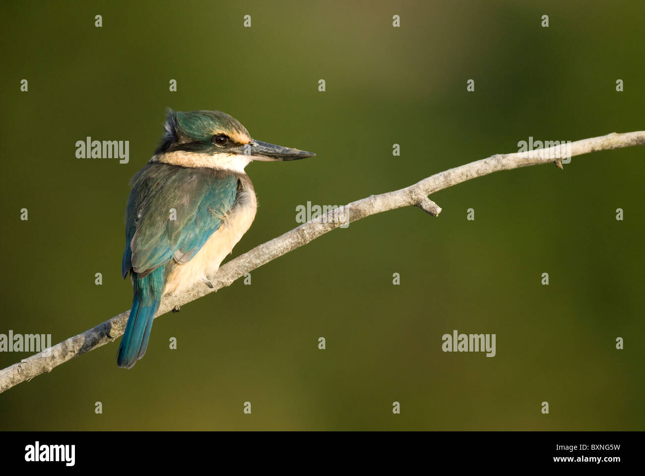 sacred kingfisher Halcyon sancta Kotare Stock Photo - Alamy
