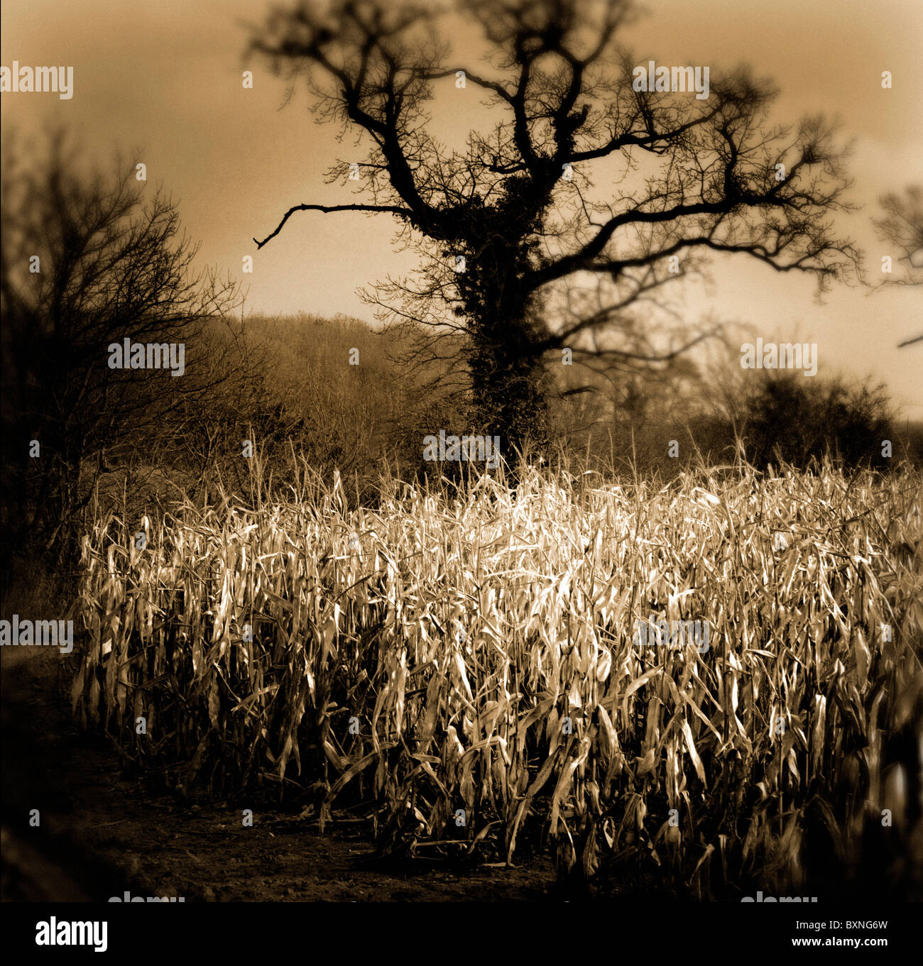 game crop of maize in Norfolk Field Stock Photo - Alamy