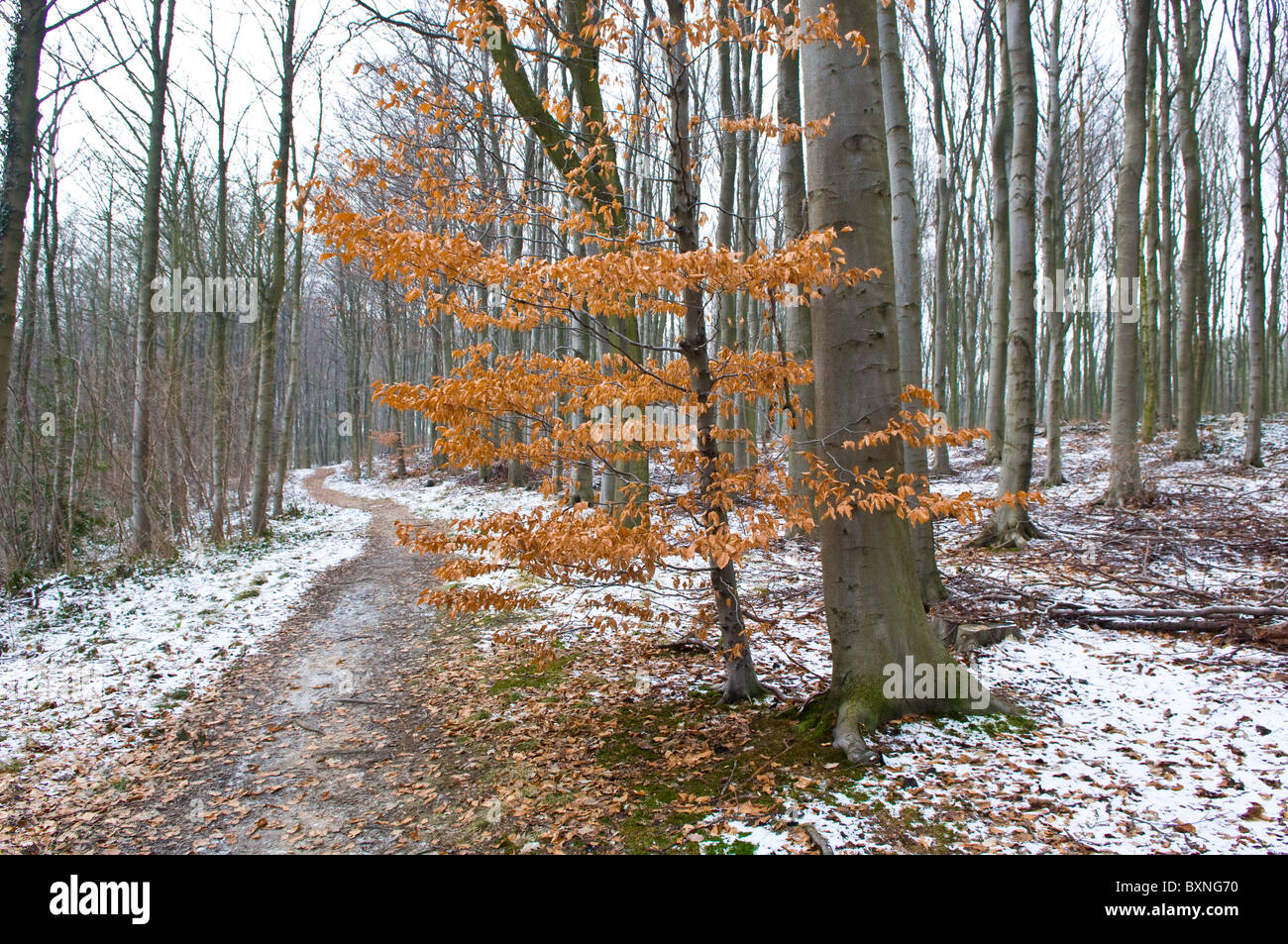 Beech tree winter hi-res stock photography and images - Alamy