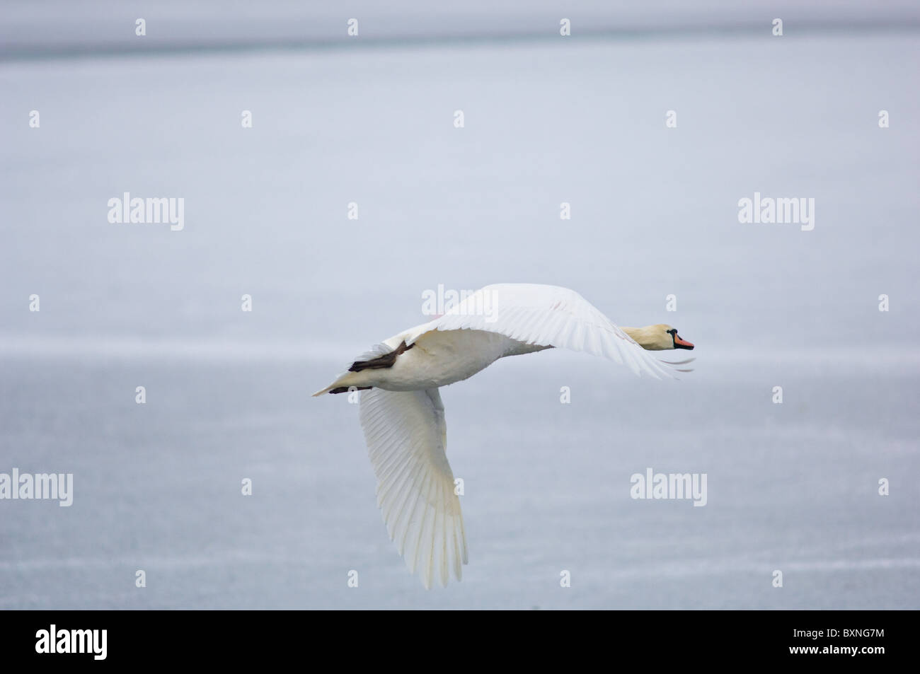 Adult Mute swan taking off from a frozen lake Stock Photo - Alamy