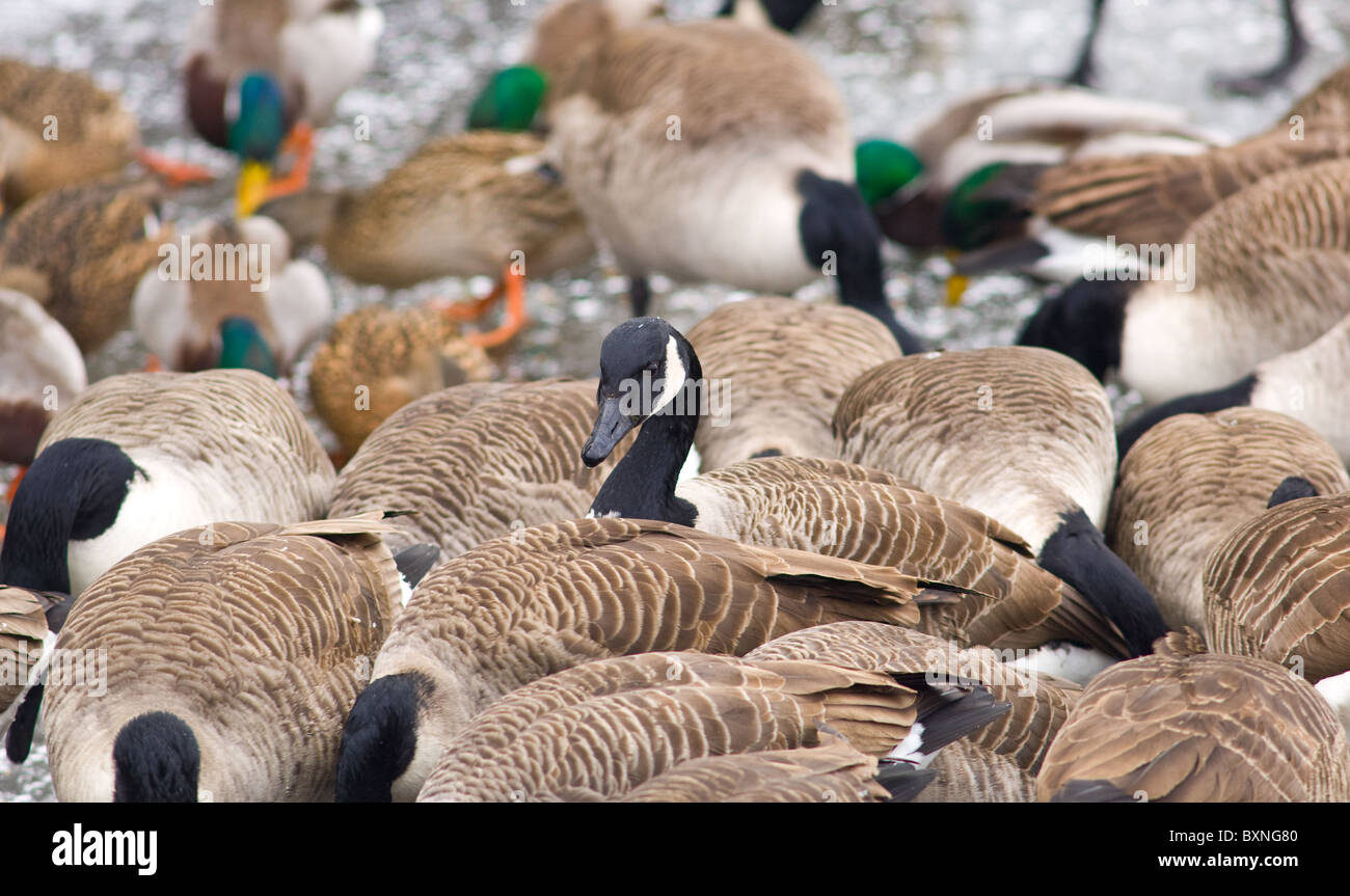 A group of adult Canada geese and other ducks feeding Stock Photo - Alamy
