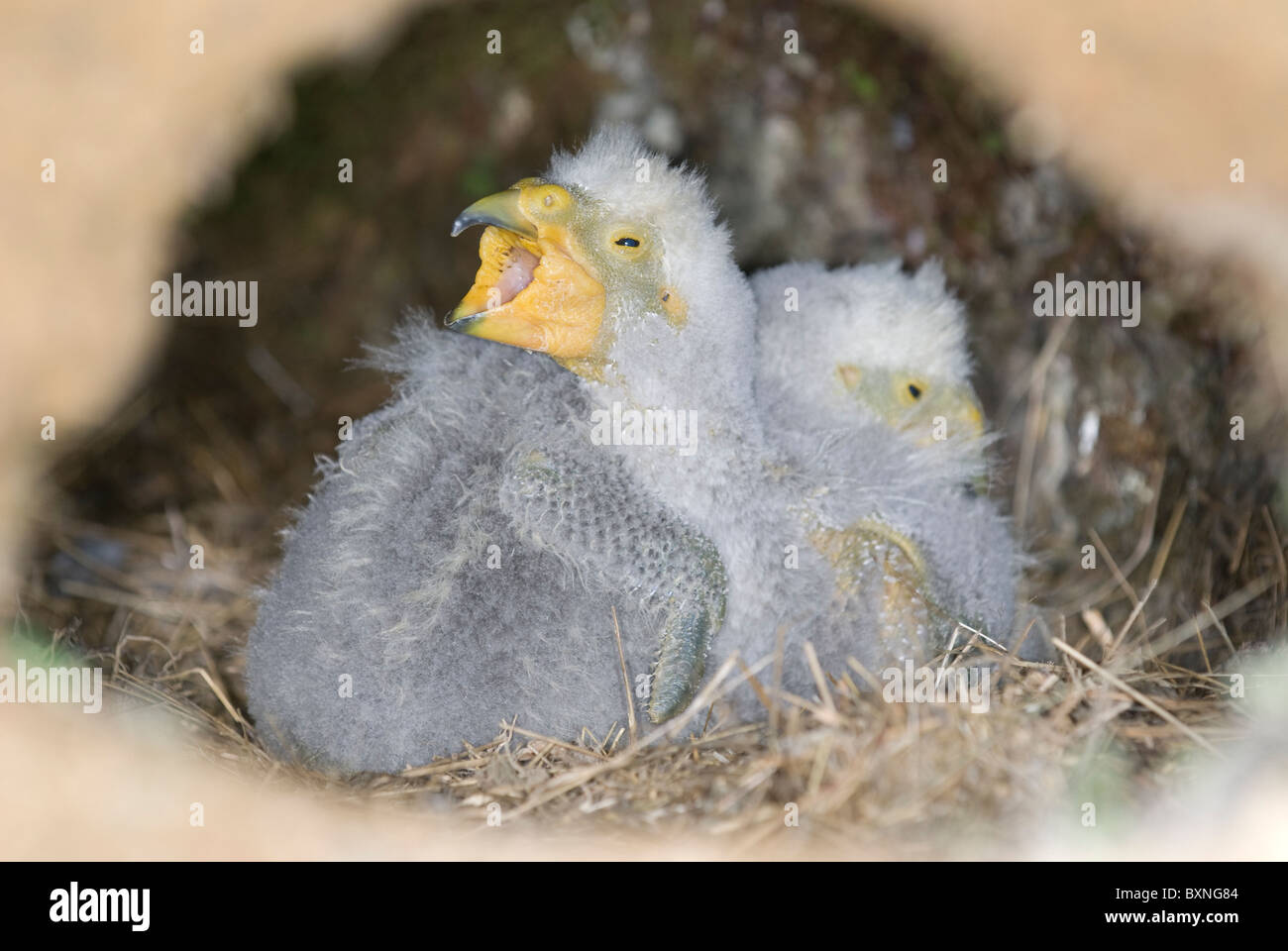 Kea bird hi-res stock photography and images - Alamy