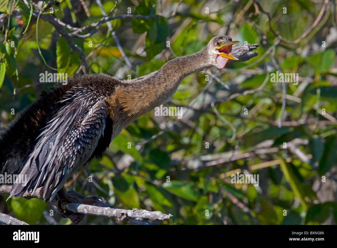 Anhinga anhinga anhinga leucogaster hi-res stock photography and images ...