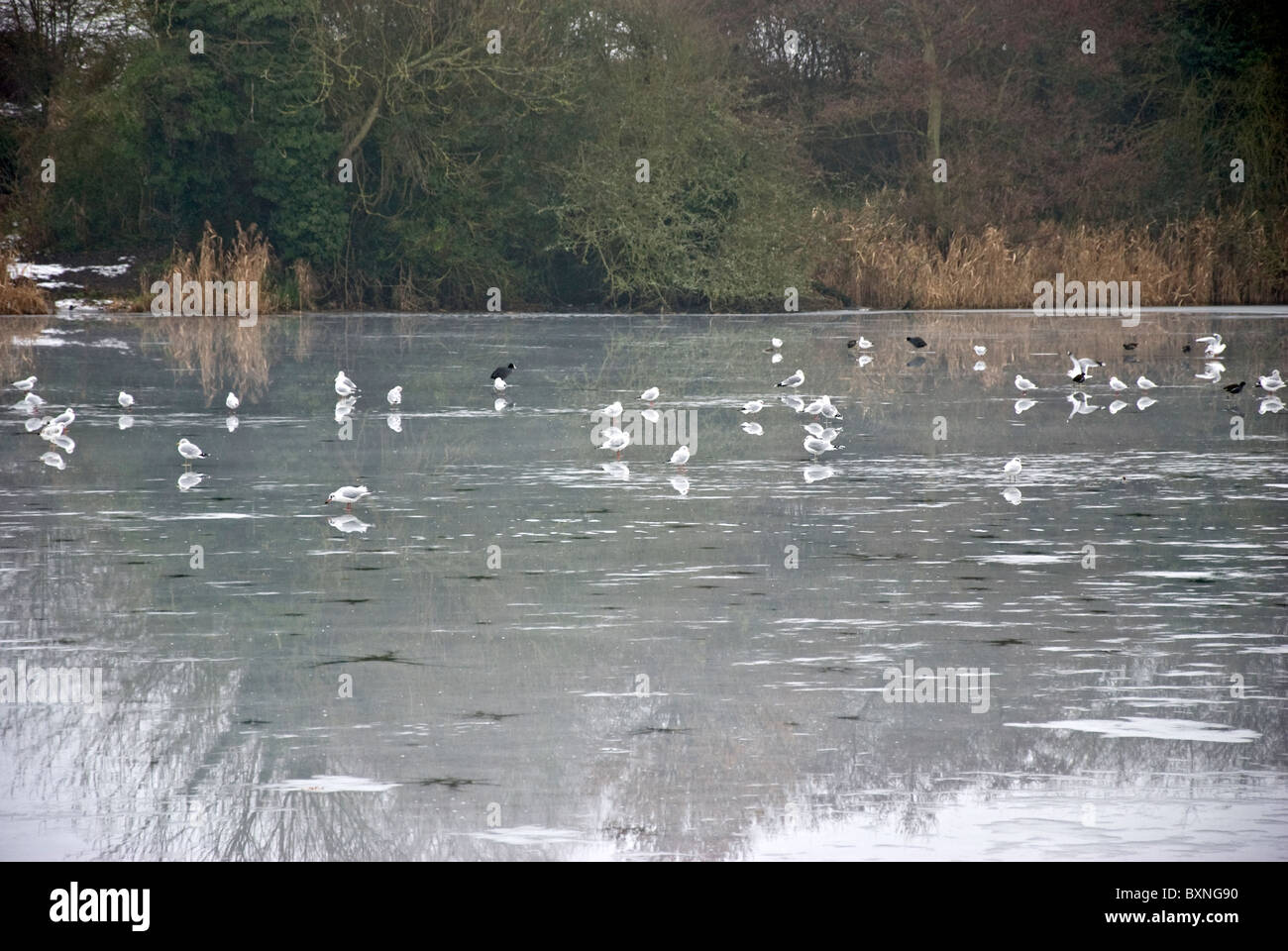 Ice seagulls hi-res stock photography and images - Alamy