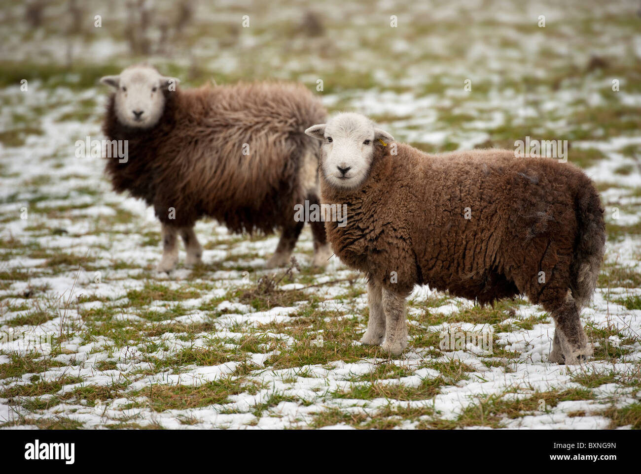 Herdwick Sheep in Norfolk snow covered field Stock Photo - Alamy