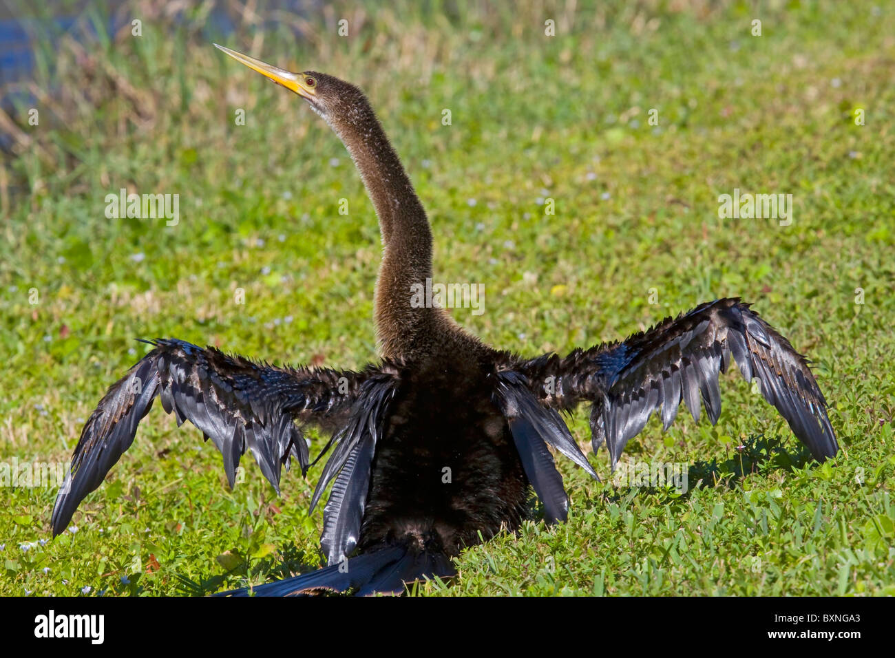 Sharply pointed bill bird hi-res stock photography and images - Alamy
