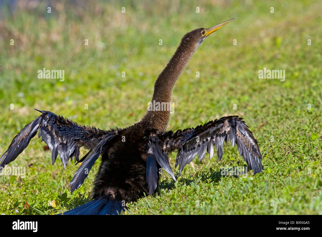Beautiful anhinga hi-res stock photography and images - Alamy