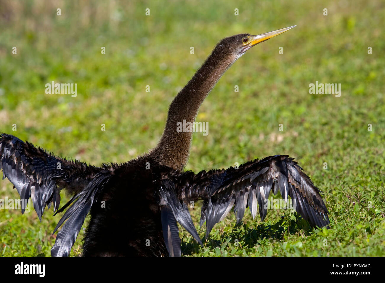 Stalking bird hi-res stock photography and images - Alamy