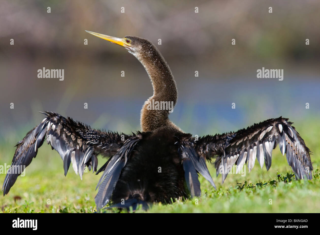 Evergaldes bird hi-res stock photography and images - Alamy