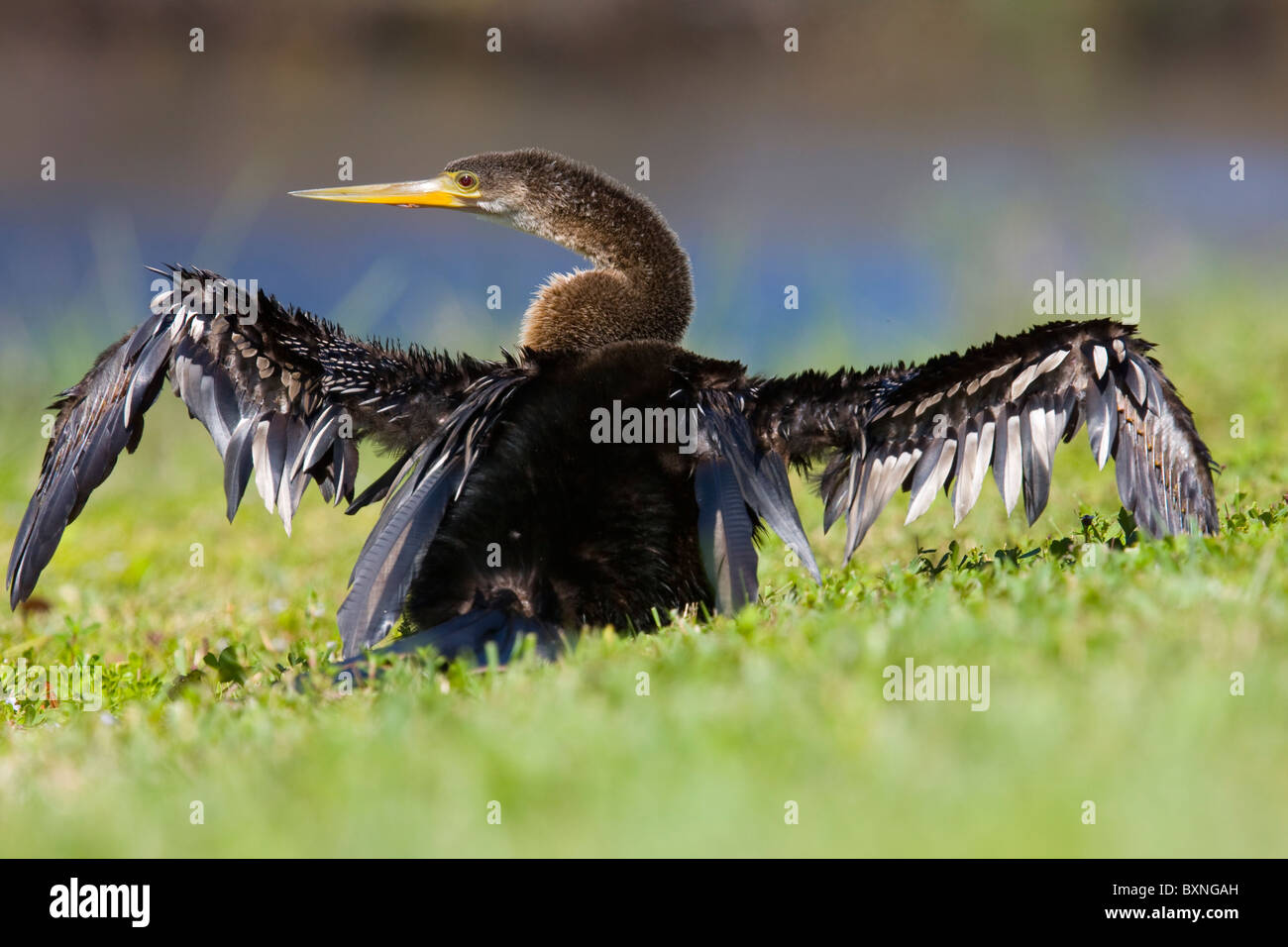 Anhinga anhinga anhinga leucogaster hi-res stock photography and images - Alamy
