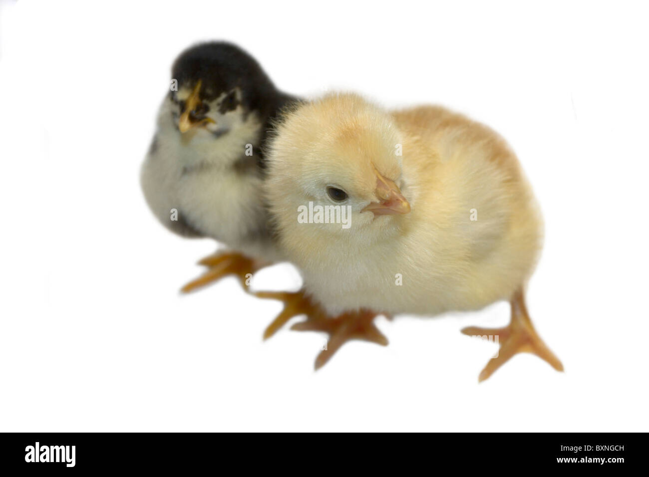 Chicken on white background Stock Photo - Alamy