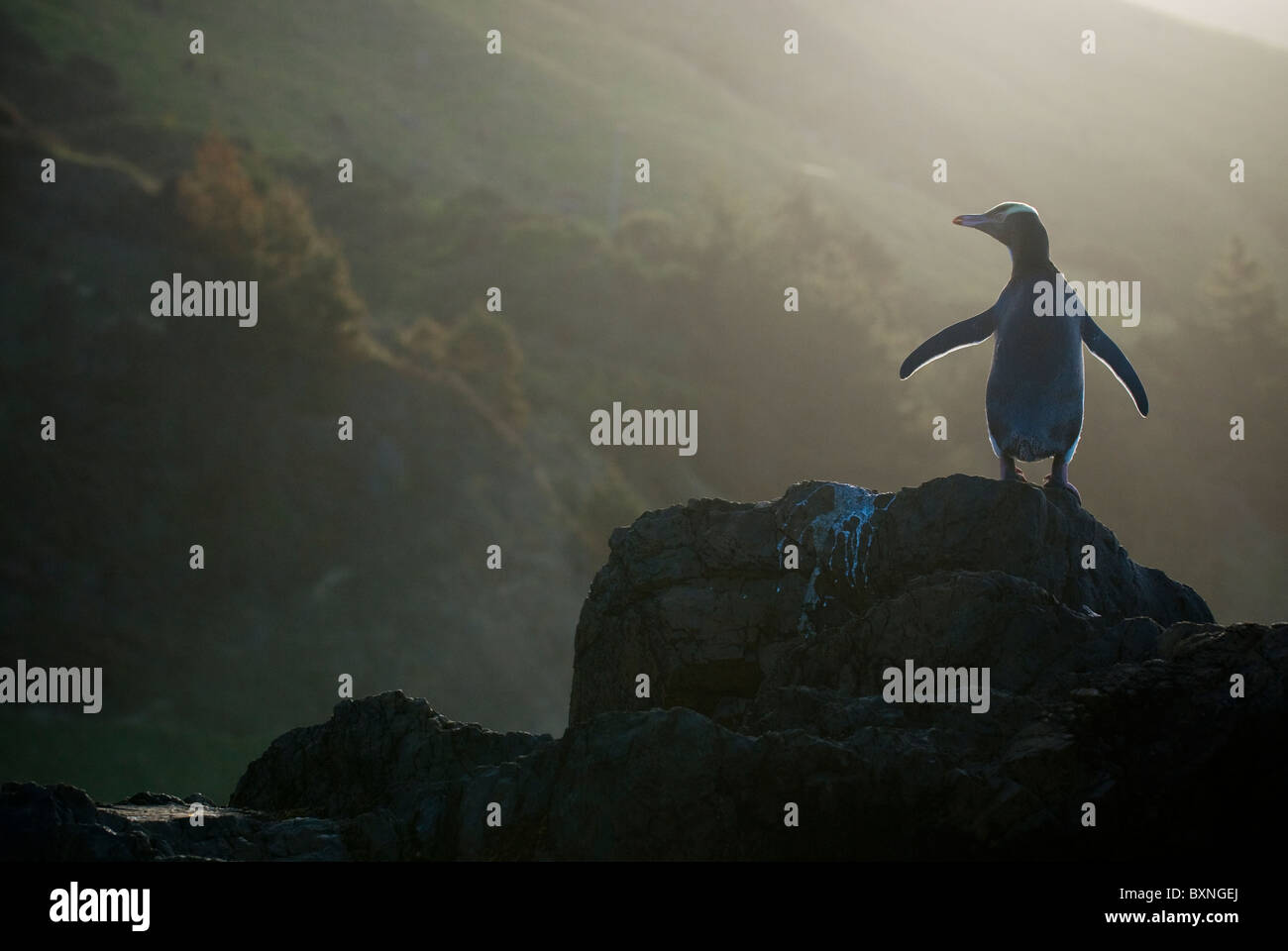 Hoiho penguin hi-res stock photography and images - Alamy