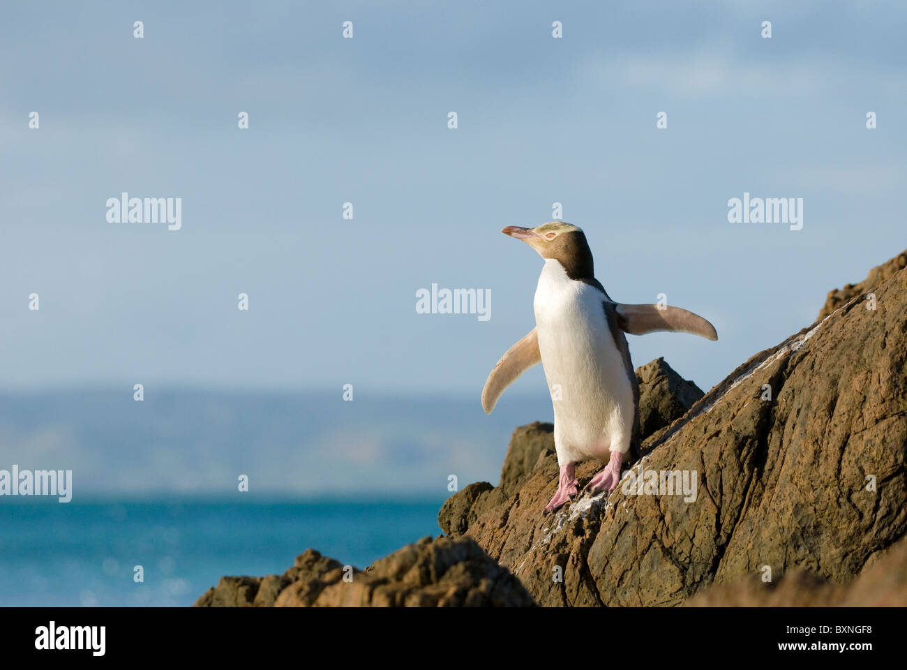 Hoiho penguin hi-res stock photography and images - Alamy