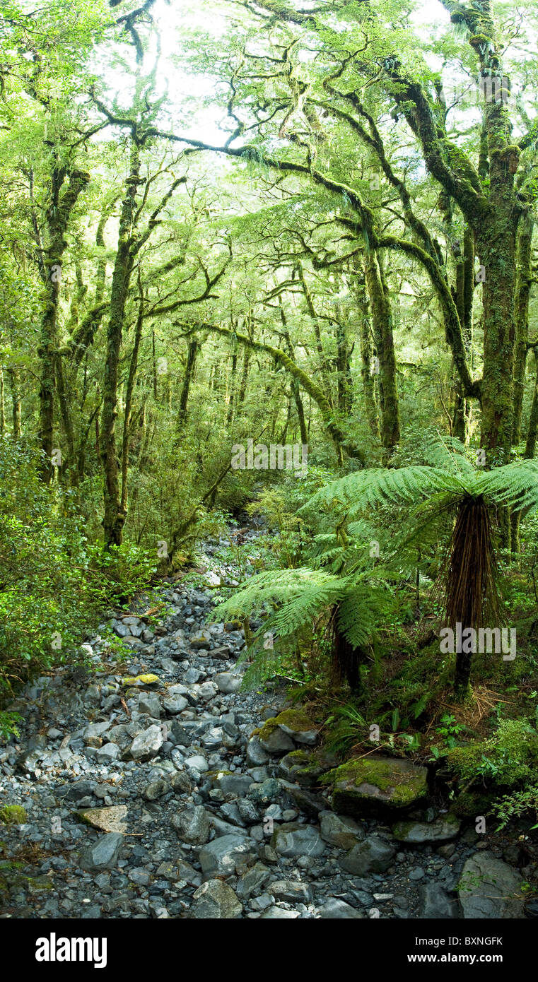 West Coast temperate rainforest. New Zealand Stock Photo - Alamy