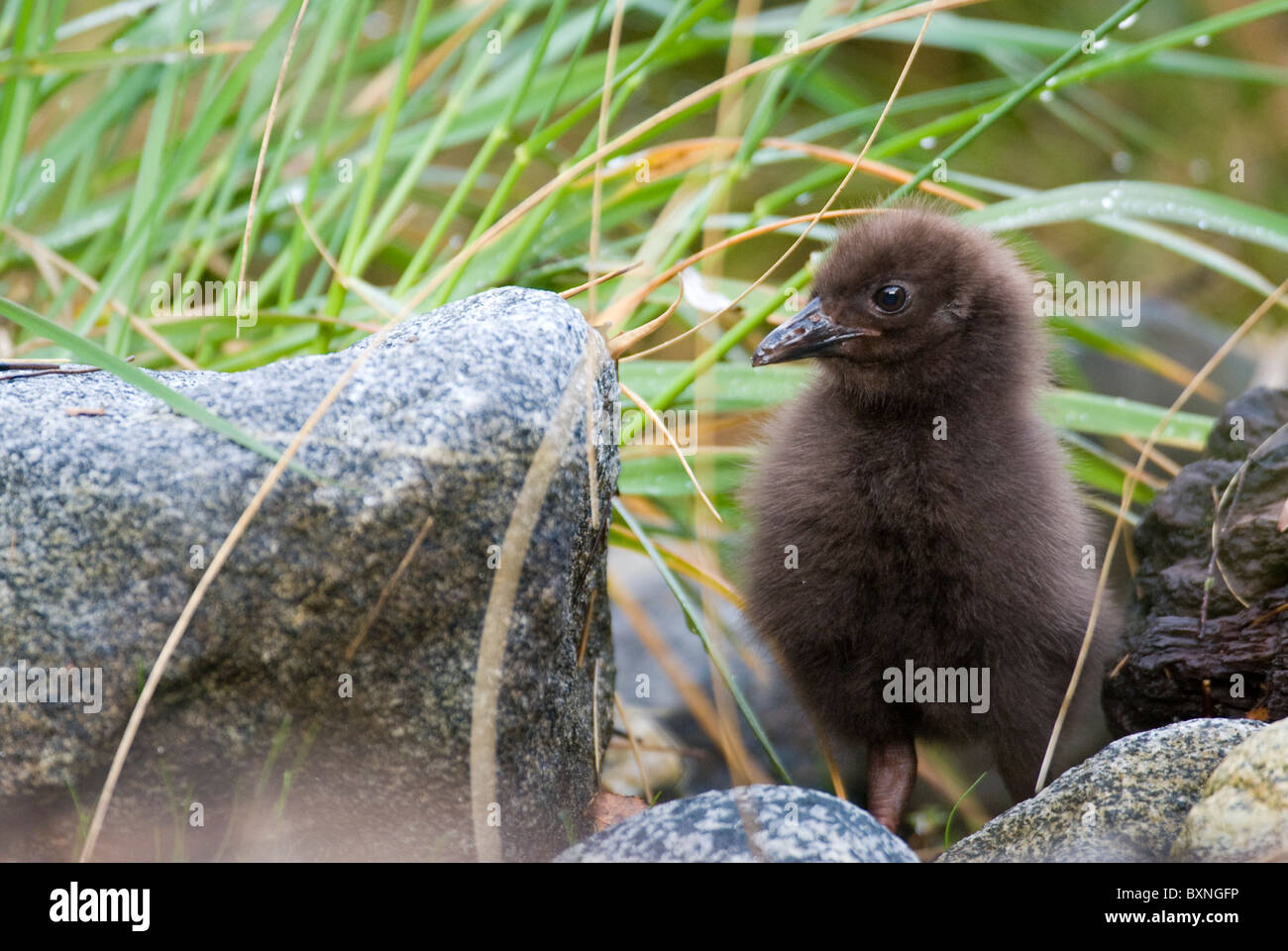 Weka High Resolution Stock Photography and Images - Alamy