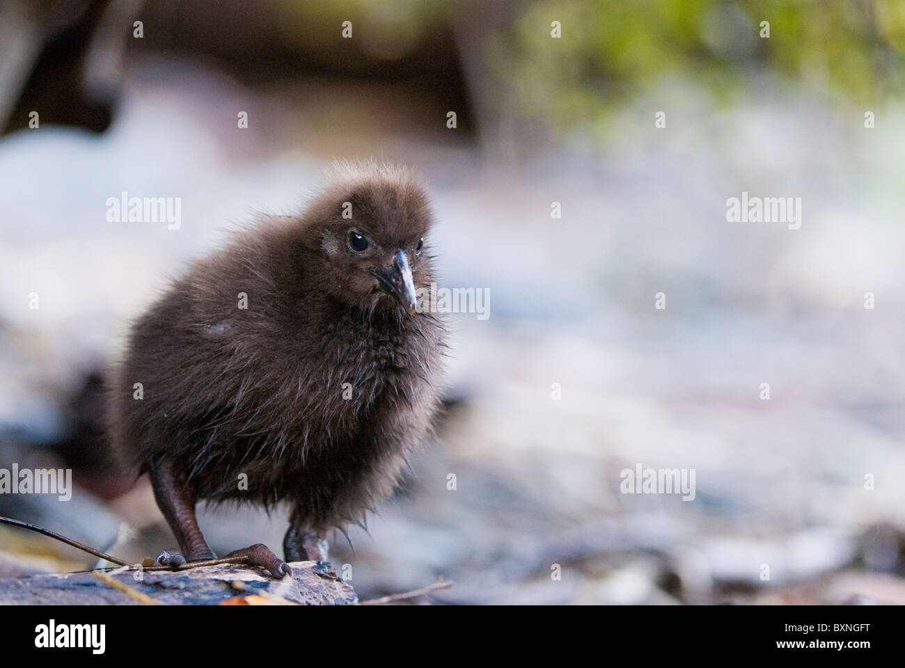 Weka chick (Gallirallus australis) walking through grass. Dunedin, New ...