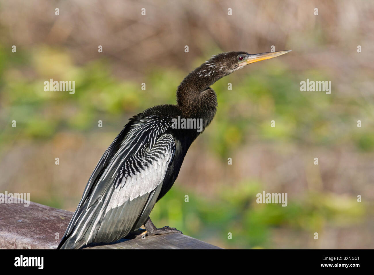 Aningha or Snakebird or Darter Stock Photo - Alamy