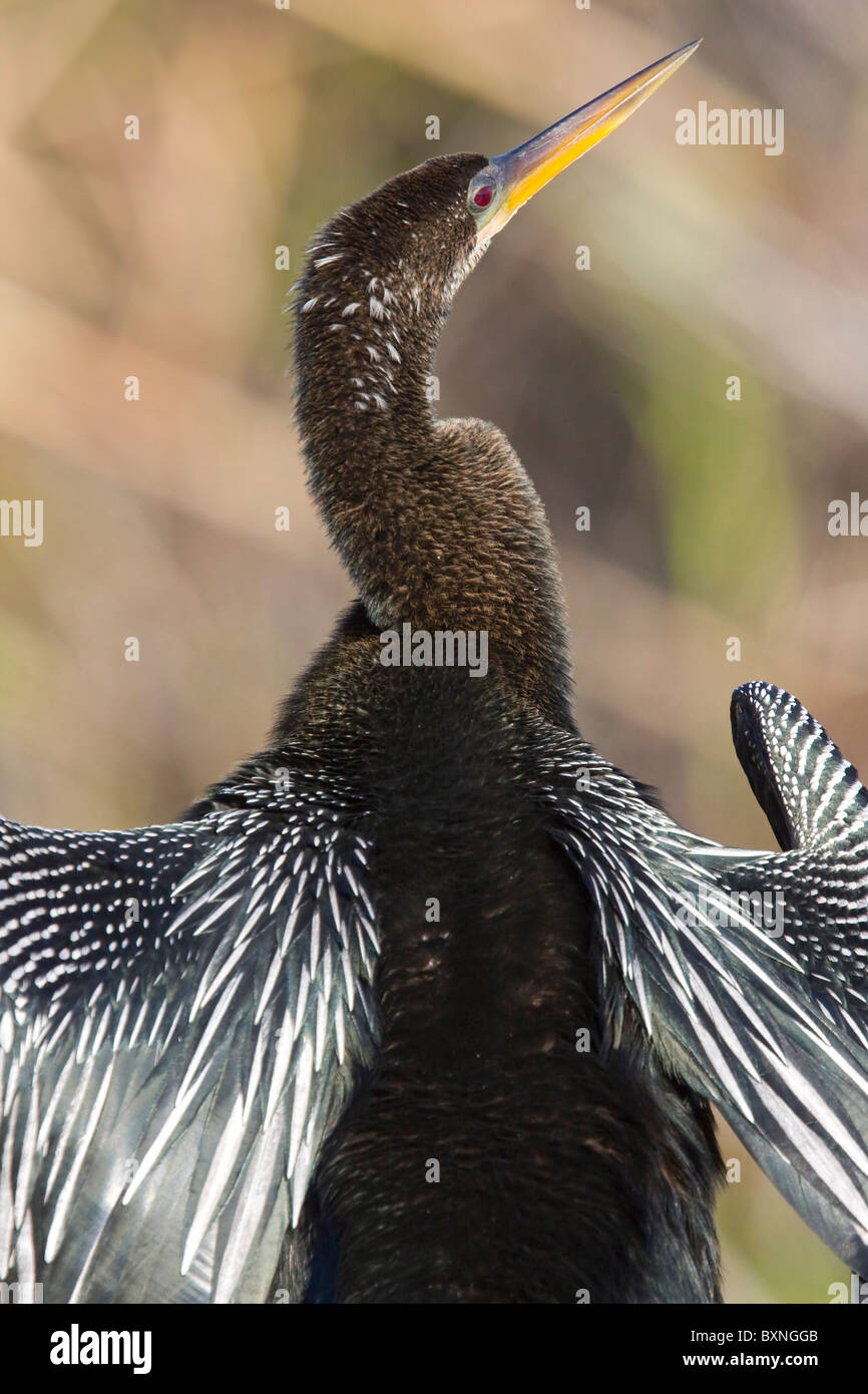 Aningha or Snakebird or Darter Stock Photo - Alamy