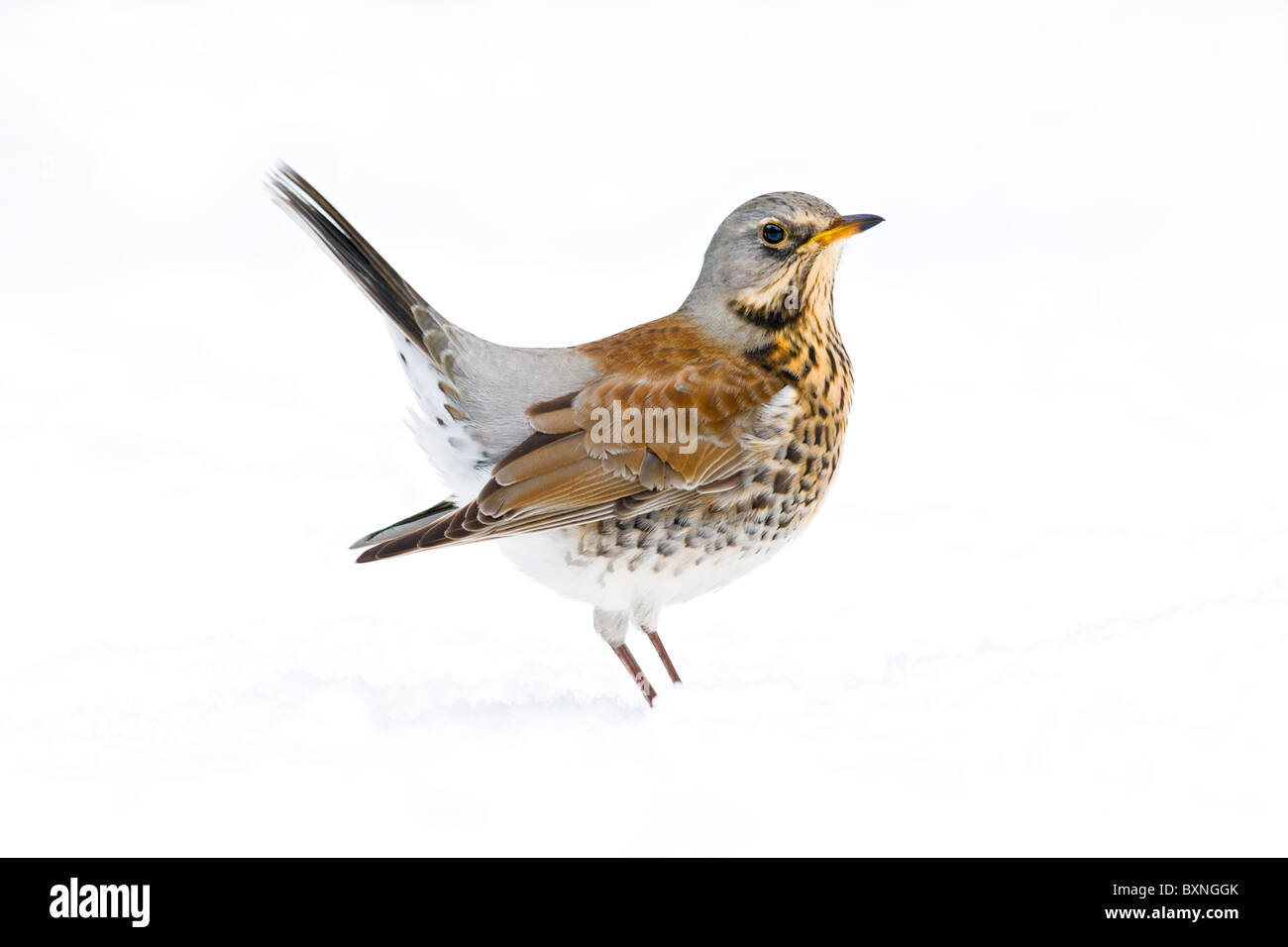 Fieldfare standing in snow Stock Photo - Alamy