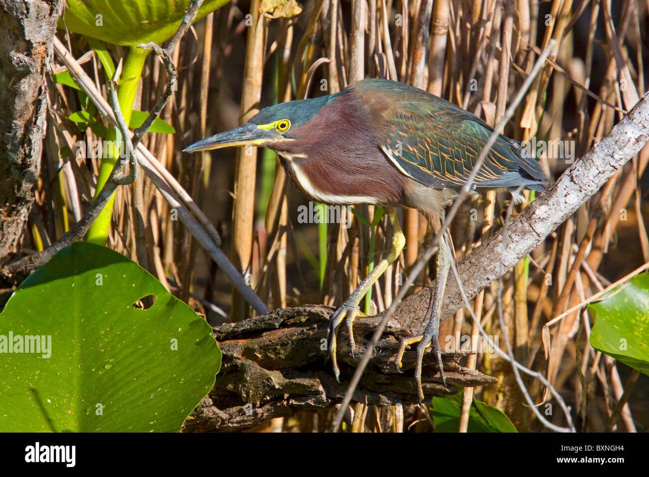 Very small heron hi-res stock photography and images - Alamy