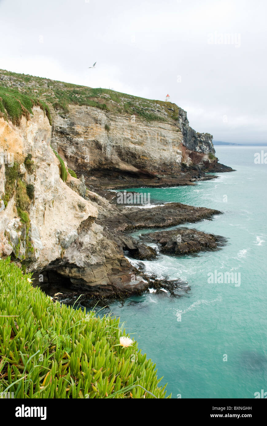 Lighthouse at Taiaroa Head, Otago Peninsula, New Zealand Stock Photo ...