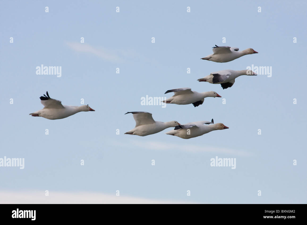 Avian flight social animals hi-res stock photography and images - Alamy
