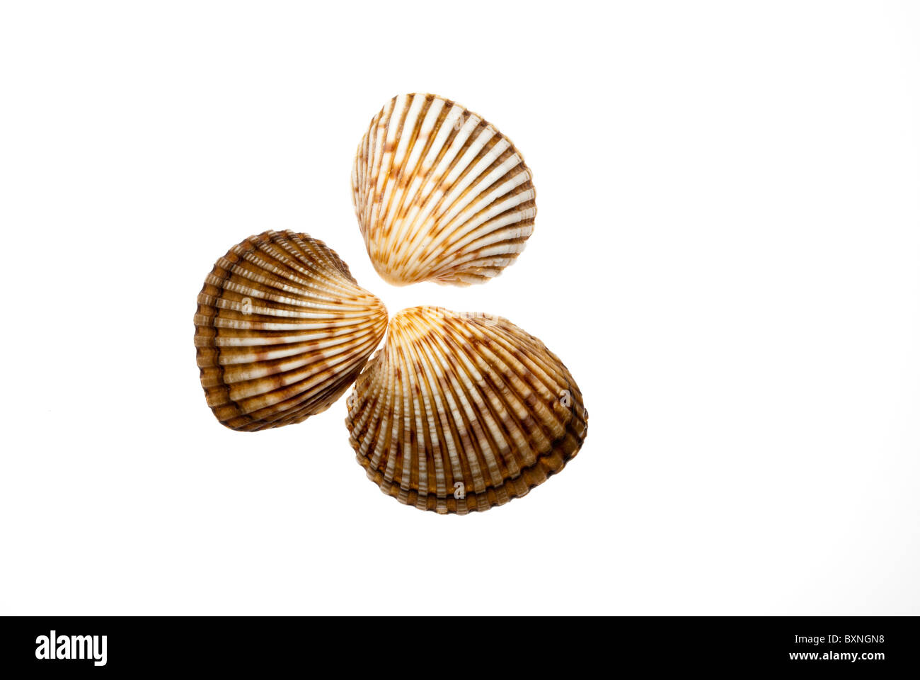 Three common sea shells placed with their hinges next to each other, on ...