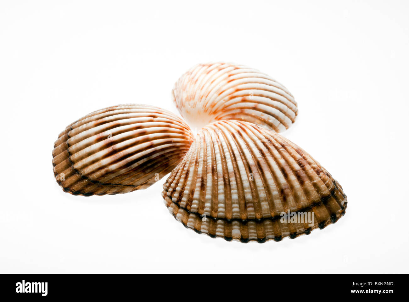 Three common sea shells placed with their hinges next to each other, on ...
