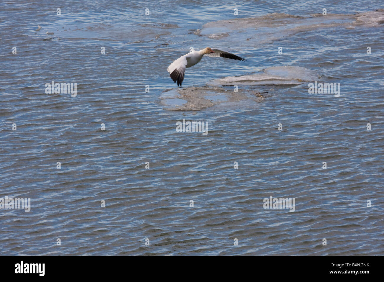 Snow goose wing feathers hi-res stock photography and images - Alamy