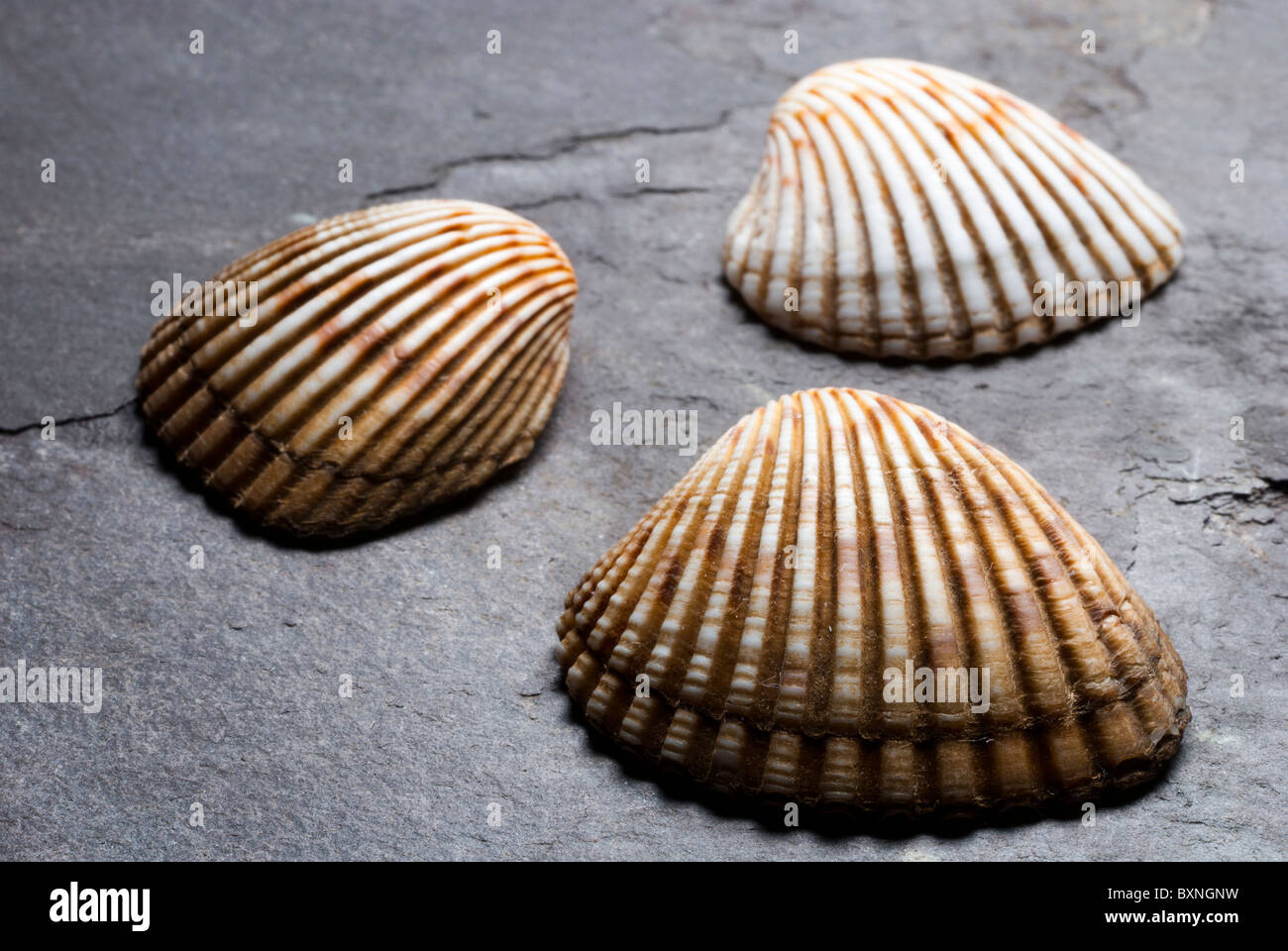 Three common sea shells on a piece of slate Stock Photo - Alamy